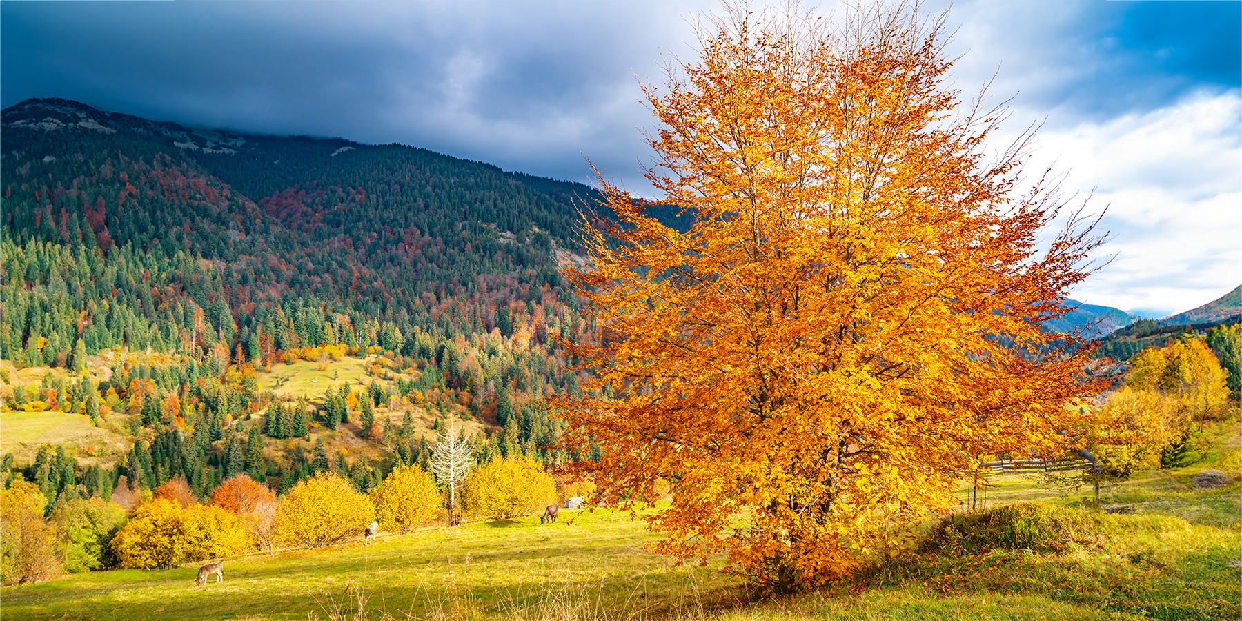 About Us | Elevate Health